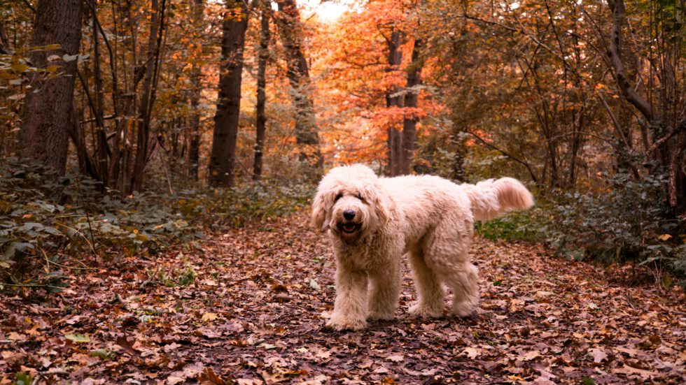 ALLES WAT JE MOET WETEN OVER HET TRIMMEN VAN JE LABRADOODLE | Dierenoord